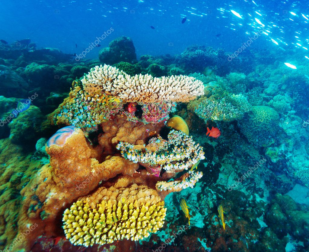 Beautiful marine life Stock Photo by ©Anna_Om 46418443