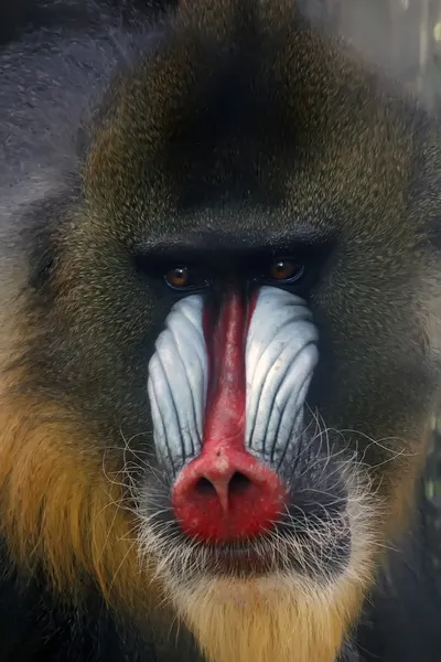 Fotos de Macaco babuíno, Imagens de Macaco babuíno sem royalties ...