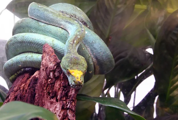 Python nest Stock Photos, Royalty Free Python nest Images | Depositphotos