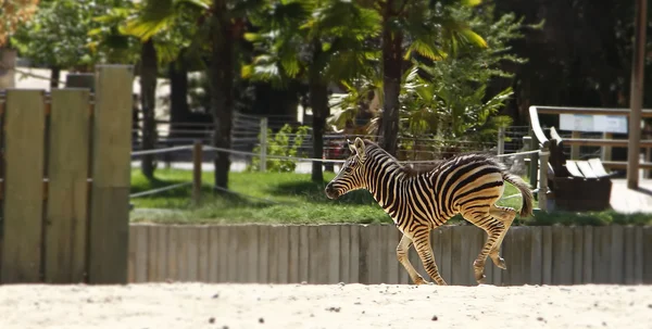 Zebra jumping Pictures, Zebra jumping Stock Photos & Images ...
