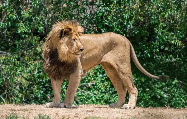 Simba lion Stock Photos, Royalty Free Simba lion Images | Depositphotos