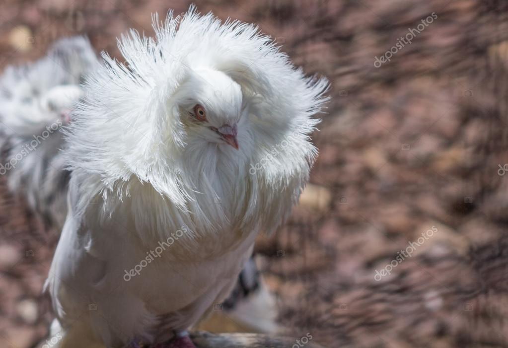 Jacobin Pigeon, with typical feathered elcuello — Stock Photo ...