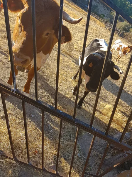 Meet new friends Stock Photos, Royalty Free Meet new friends Images ...