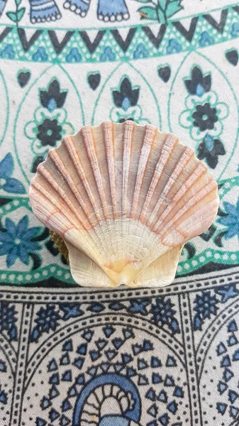 Fotos de Beautiful shell, Imagens de Beautiful shell sem royalties ...