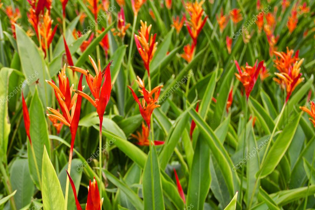 campo de flores rojo Perico — Foto stock © SvetlanaSF #48864365