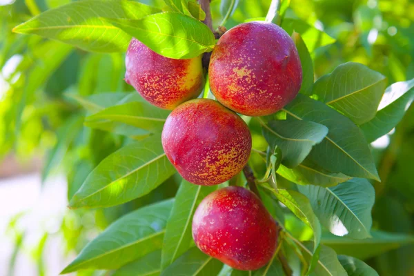 Nectarine fruits on a tree with red color Stock Photo by ©lunamarina ...