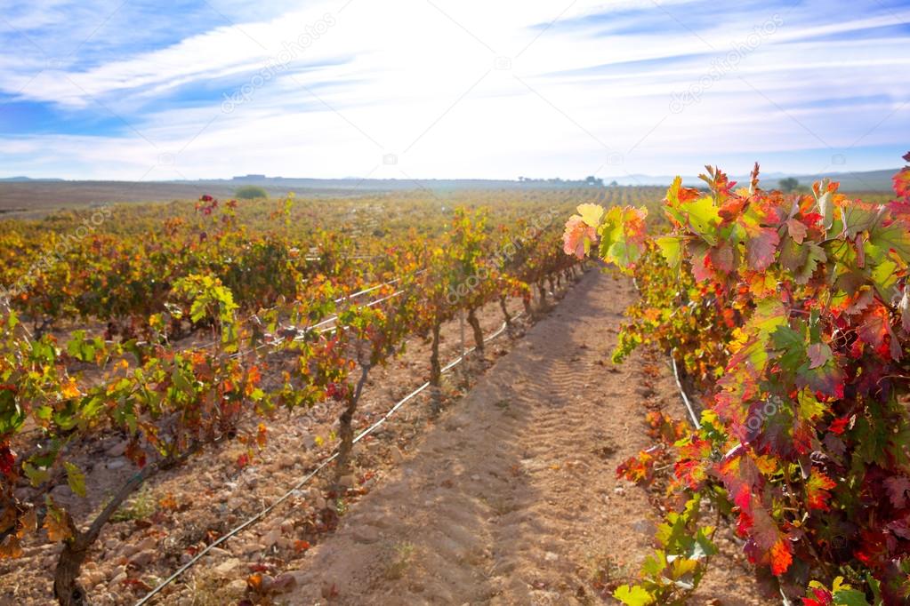 Sunrise in vineyard at Utiel Requena vineyards spain — Stock Photo ...