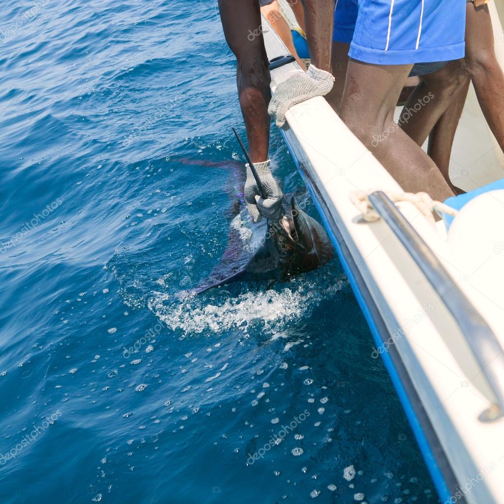 Sailfish catch billfish sportfishing holding bill — Stock Photo ...