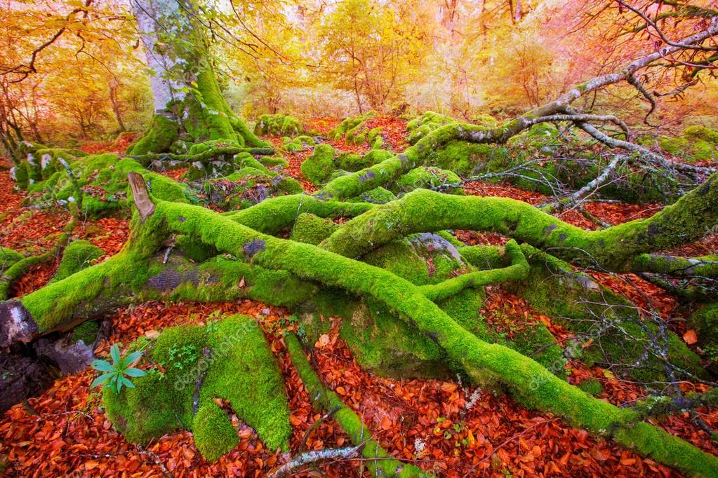 Autumn Selva de Irati beech jungle in Navarra Pyrenees Spain — Stock ...