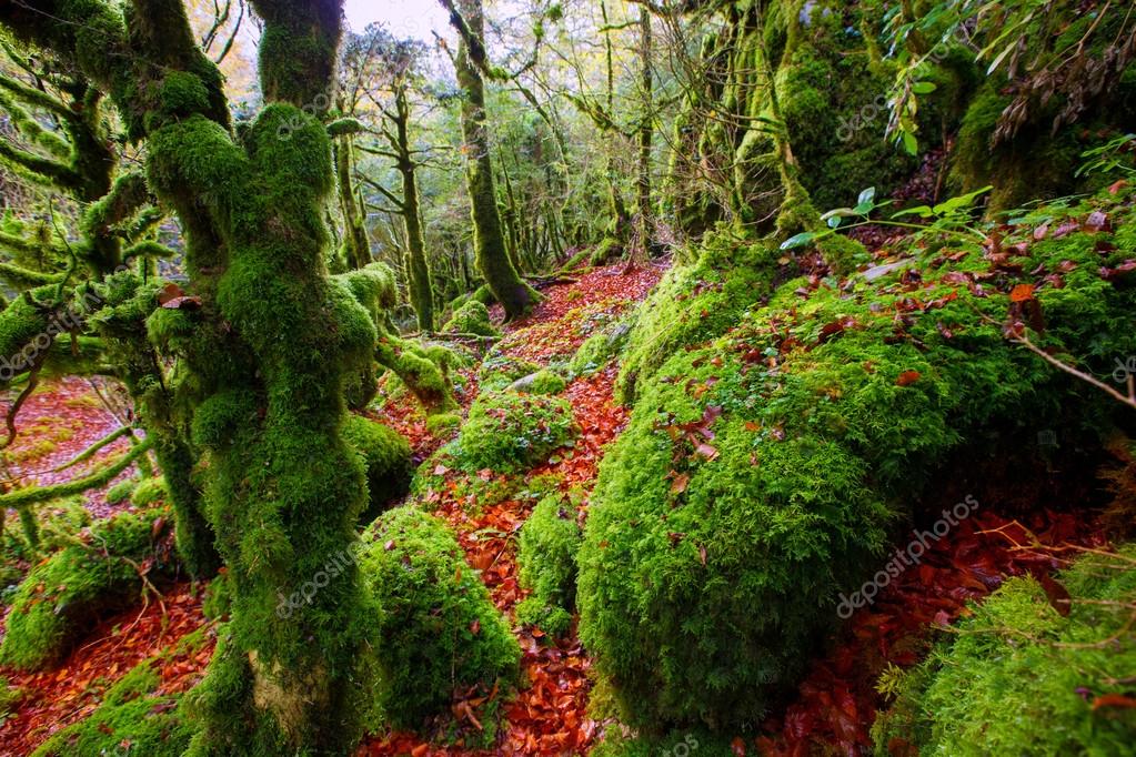 Autumn Selva de Irati beech jungle in Navarra Pyrenees Spain — Stock ...