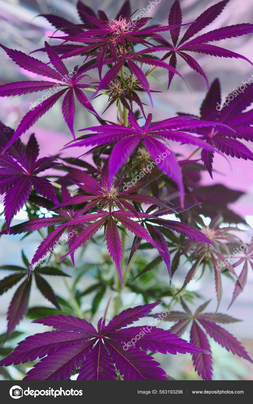 Sog Hemp Cultivation Technique Growing Pot Groutent Vegetative Stage Marijuana — Stock Photo ...