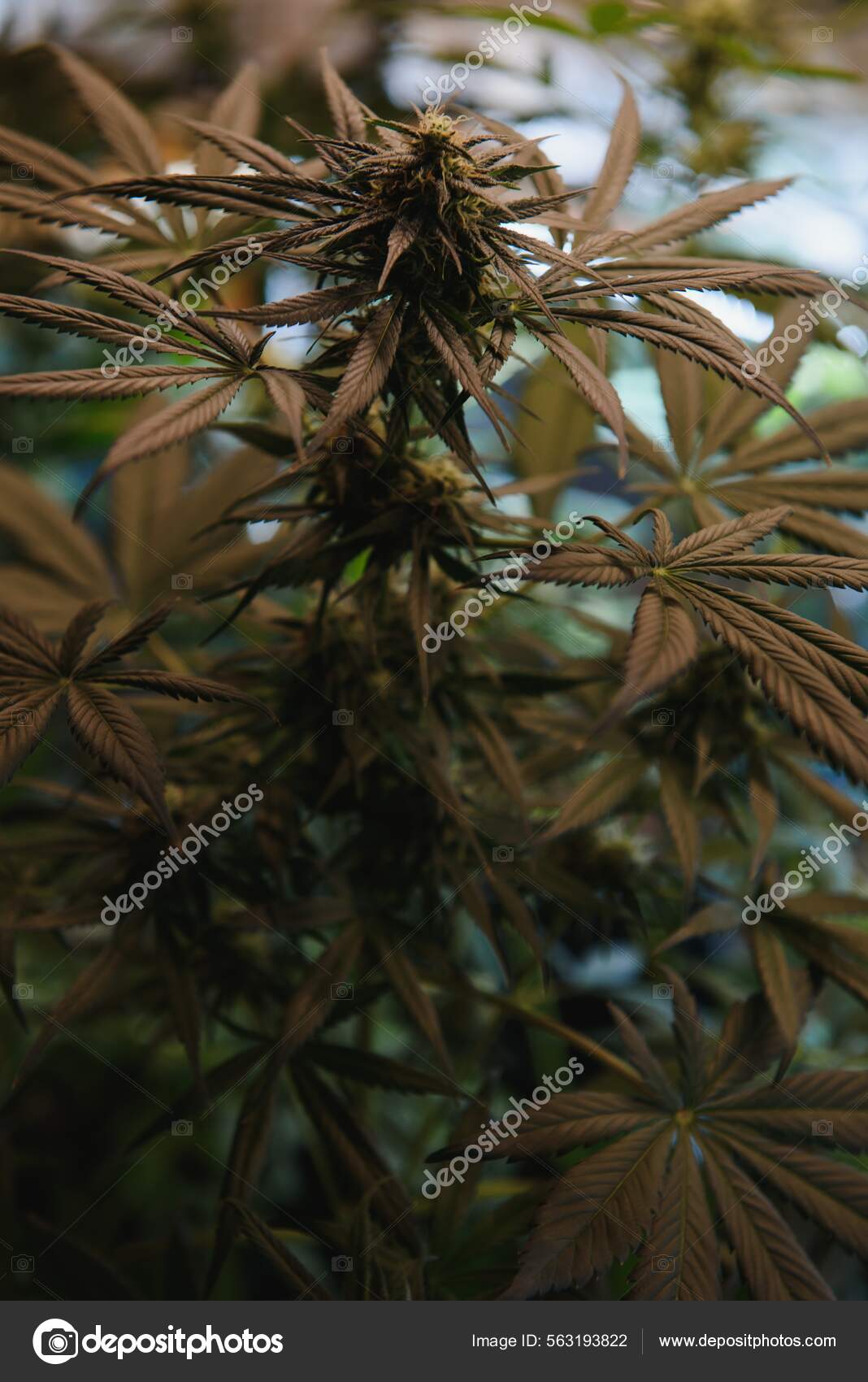Sog Hemp Cultivation Technique Growing Pot Groutent Vegetative Stage Marijuana Stock Photo by ...