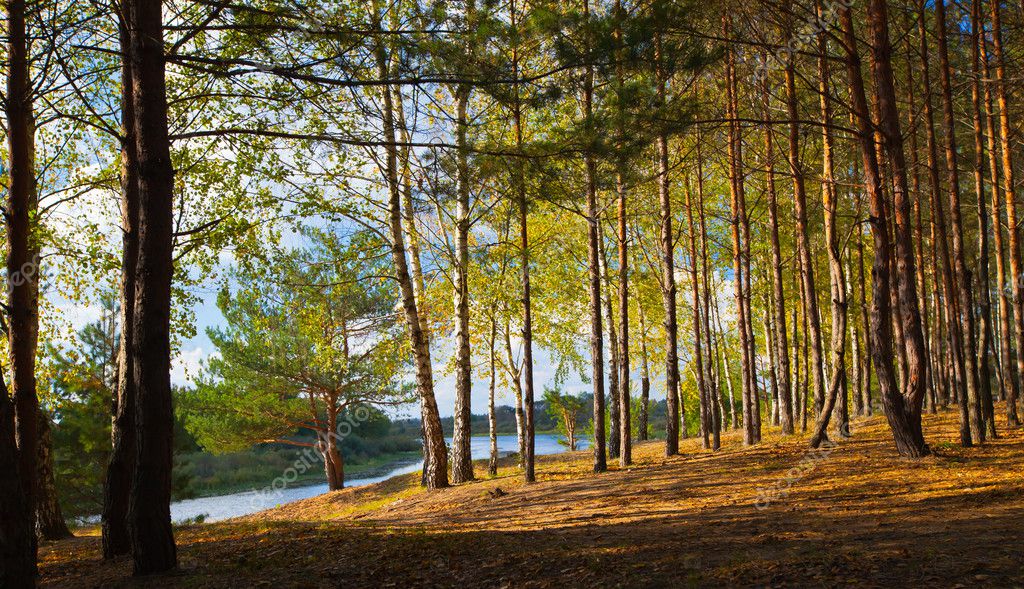 Forest Landscape with River Stock Photo by ©-Baks- 13659062