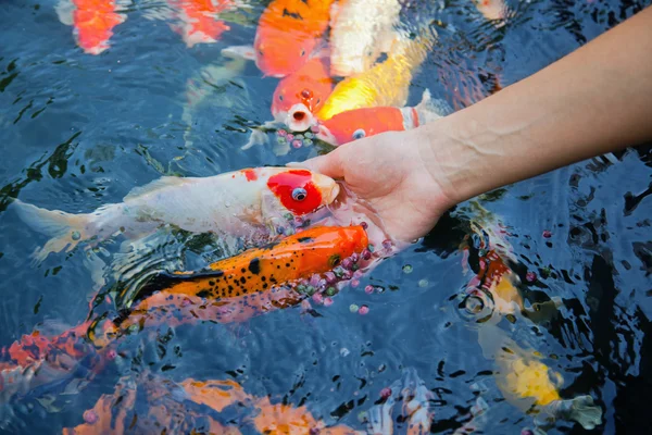 Feeding fish — Stock Photo © -Baks- #25254941