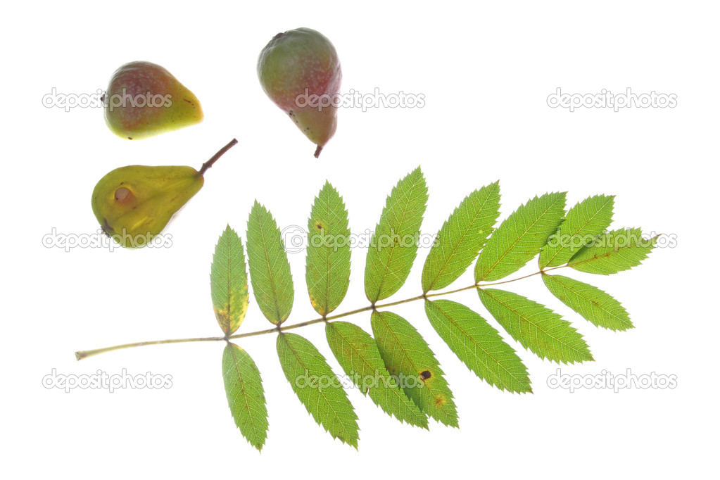 Sorb tree (Sorbus domestica) Stock Photo by ©joachimopelka 12862971