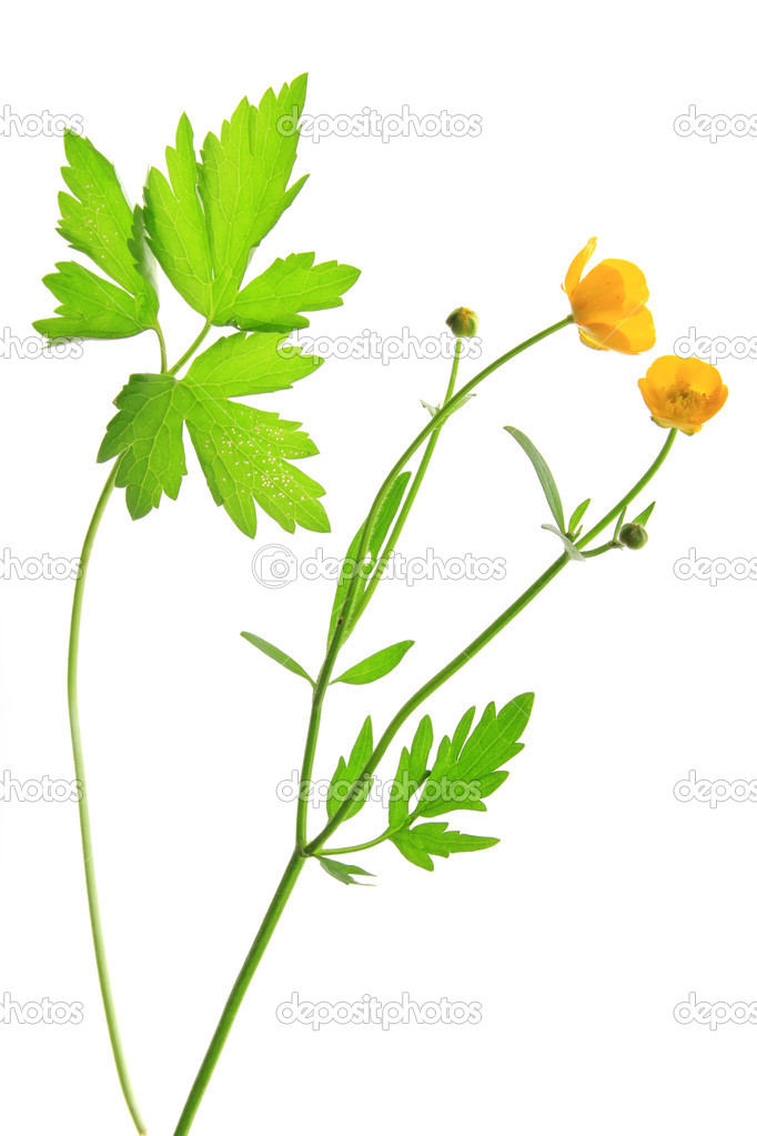 Buttercup (Ranunculus acris) Stock Photo by ©joachimopelka 35325089