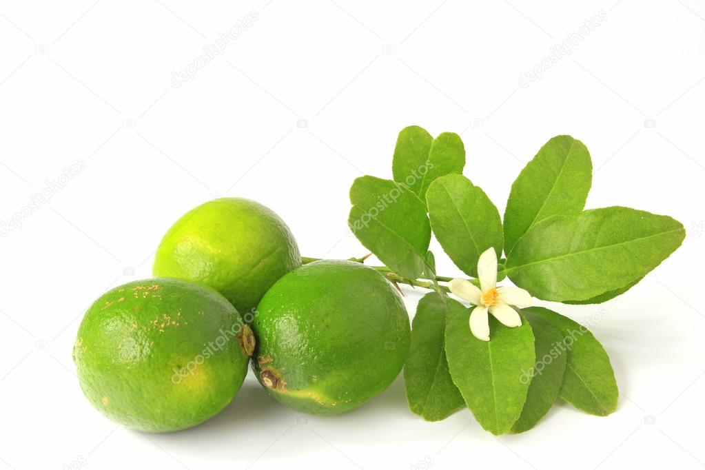 Lime fruit Stock Photo by ©joachimopelka 46292573