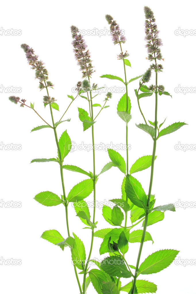 Mentha Spicata