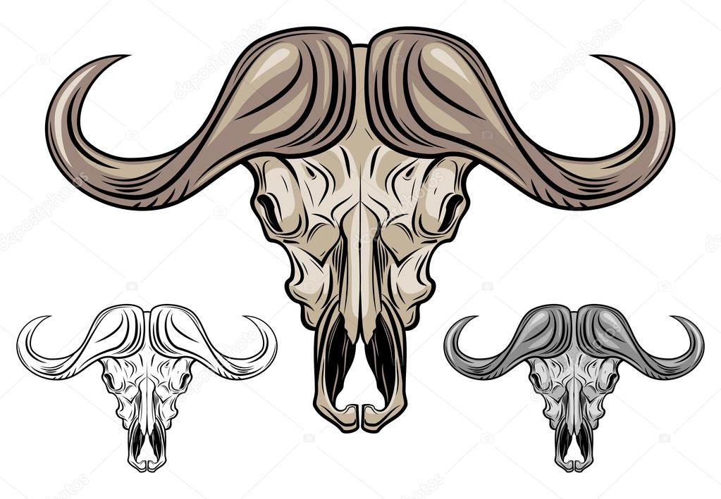 Buffalo skull isolated on white Stock Vector Image by ©Pepelaz #16342605