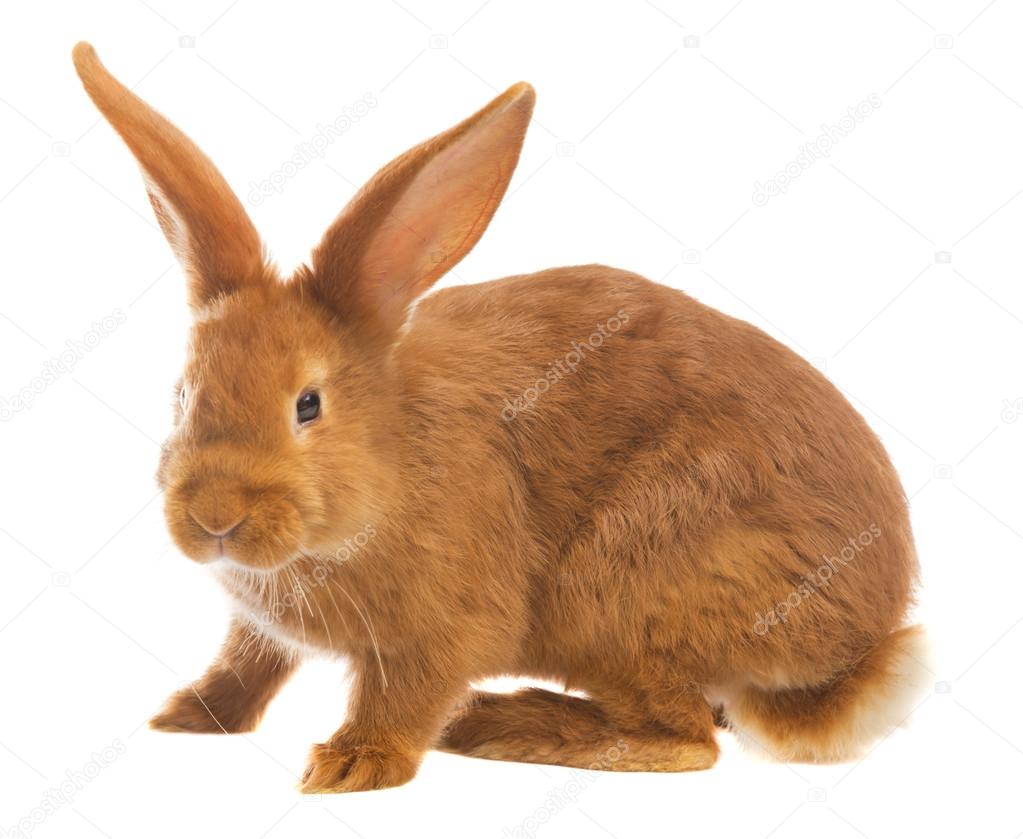 Dark Brown Rabbit