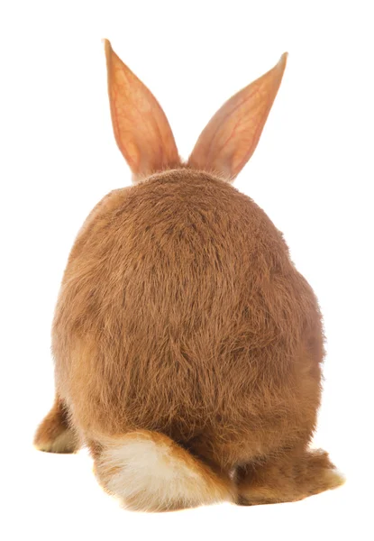 Rabbit (rear view) — Stock Photo © FotoJagodka #5278723