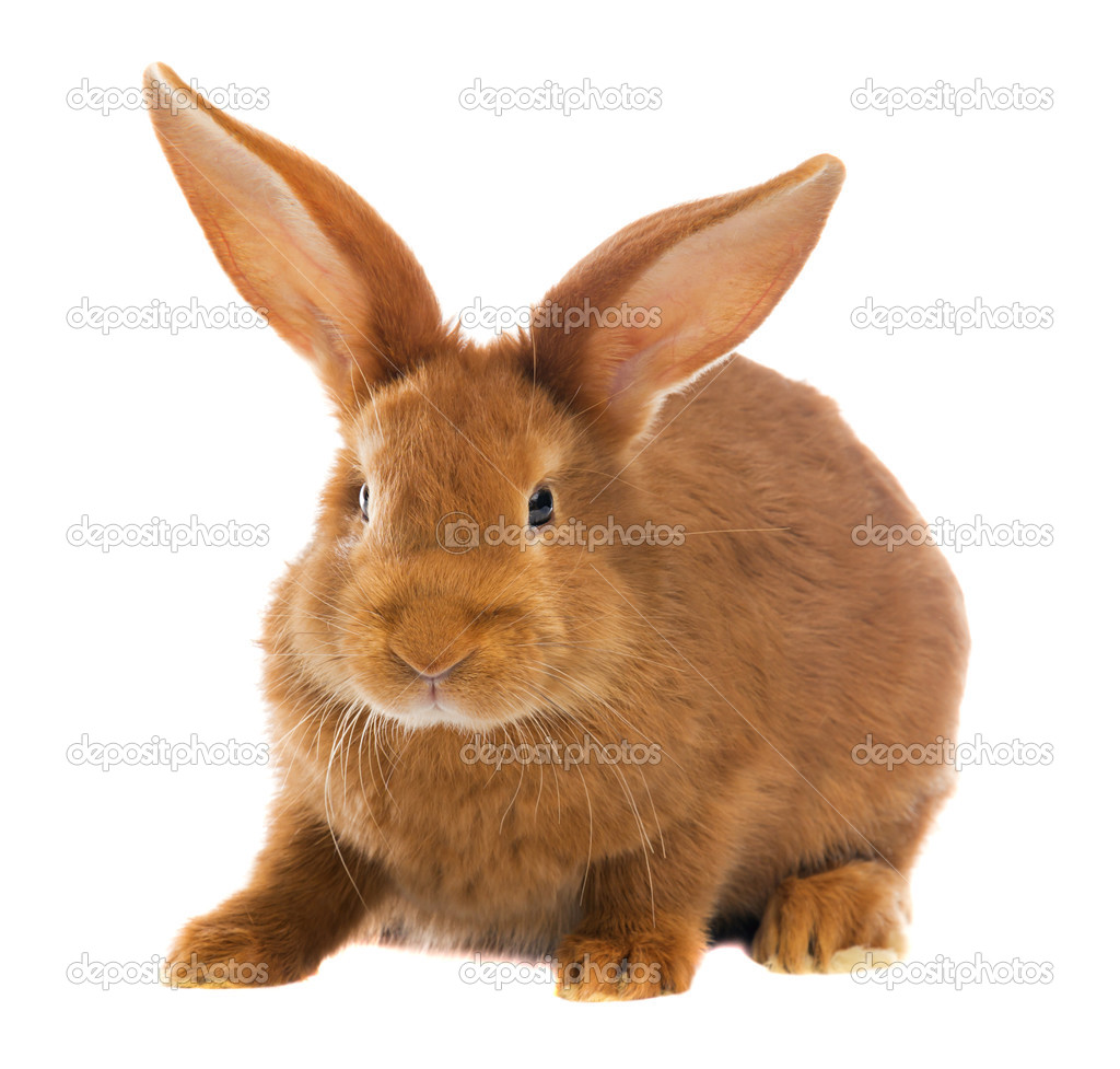 Light brown rabbit Stock Photo by ©zokov 49782369