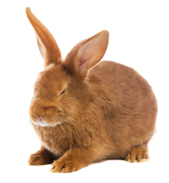 Light brown rabbit Stock Photo by ©zokov 49783673