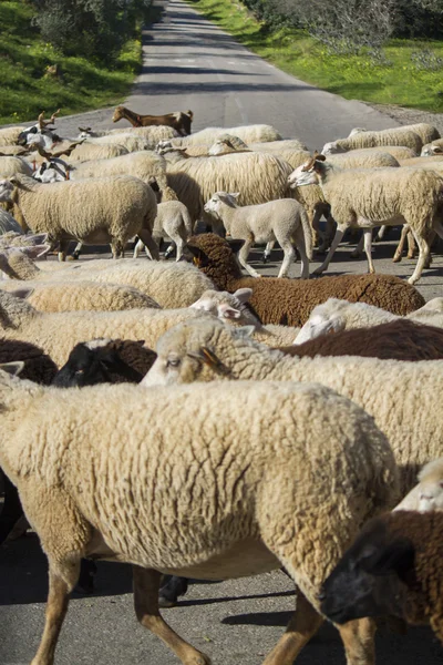 Sheep crossing Stock Photos, Royalty Free Sheep crossing Images ... Sheep crossing Stock Photos, Royalty Free Sheep crossing Images ...
