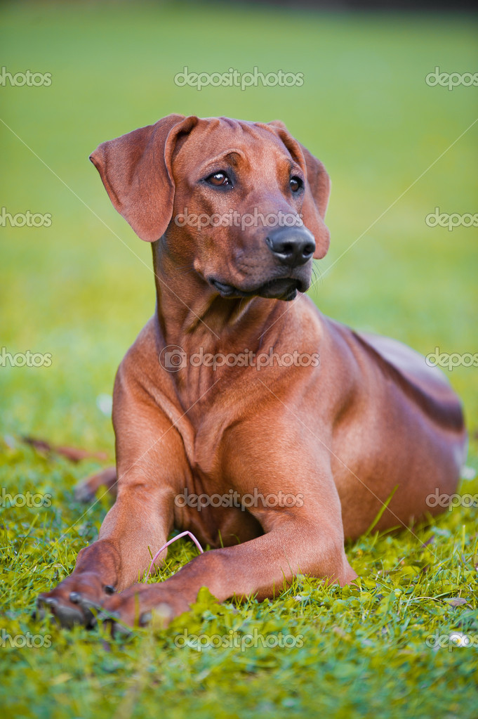 Rhodesian Ridgeback Chocolate Lab Mix
