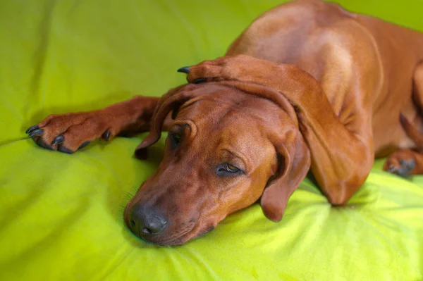 Cute rhodesian ridgeback puppy Stock Photo by ©tanyxa333 11286780