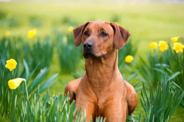 Happy cute rhodesian ridgeback dog in the spring field - Stock Image ...