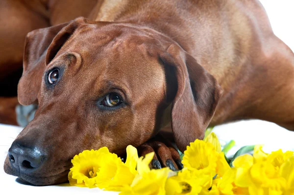 Beautiful dog rhodesian ridgeback laying in yellow flowers isola ...