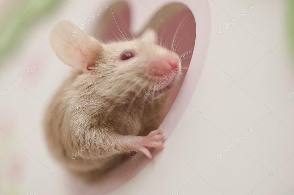 Cute mouse rat rodent looking out of the window — Stock Photo ...