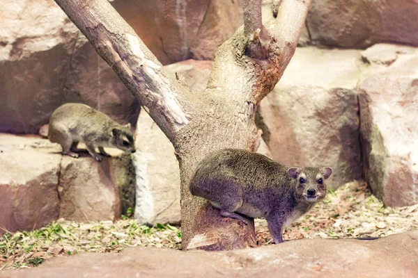 El hyrax de roca Stock Photos, Royalty Free El hyrax de roca Images ...