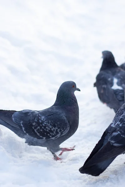 Ice pigeons Stock Photos, Royalty Free Ice pigeons Images | Depositphotos