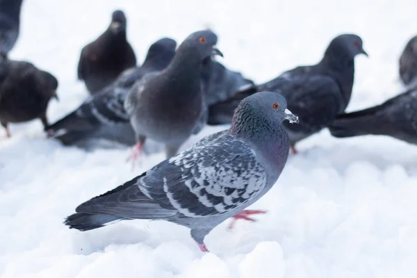 Ice pigeons Stock Photos, Royalty Free Ice pigeons Images | Depositphotos