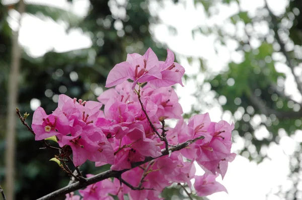 Tabebuia rosea flor Stock Photos, Royalty Free Tabebuia rosea flor ...