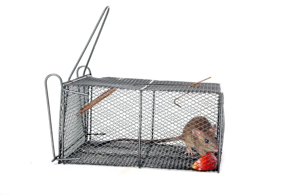 Big Mouse Cage