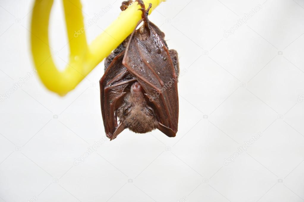 Little bat — Stock Photo © tempakul #36679763