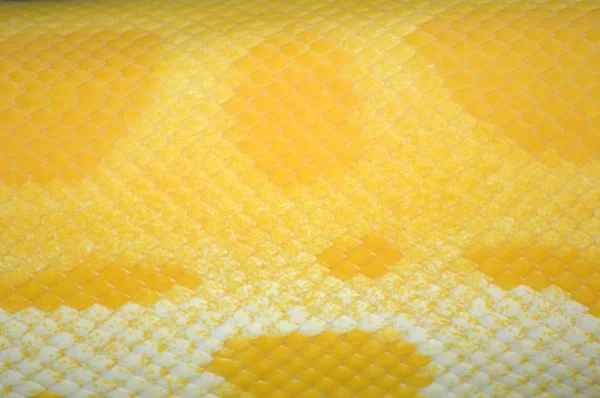 Snake skin pattern — Stock Photo © Almaje #185907642