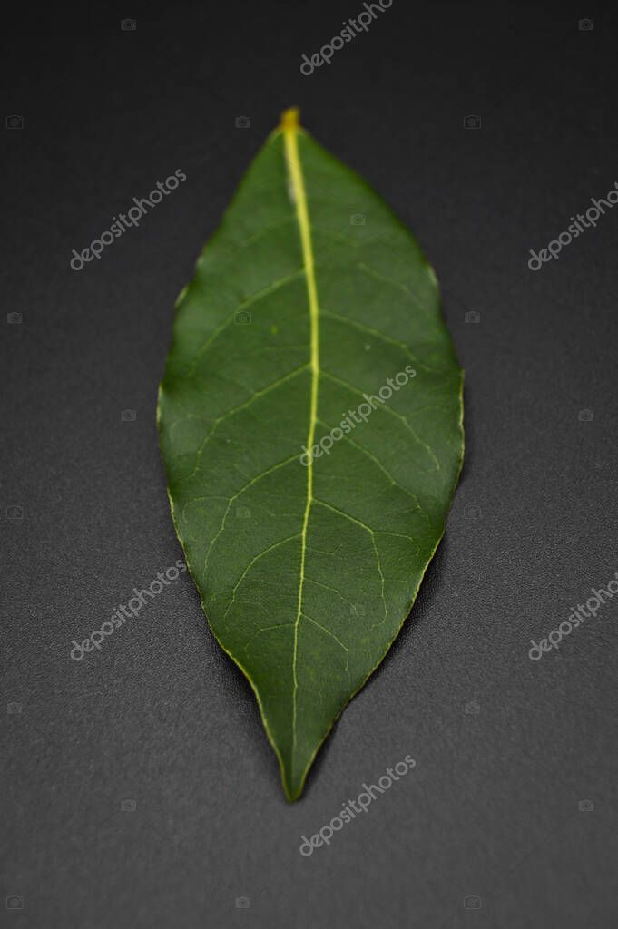 Hoja de Daphne, hoja aromática de laurel, hoja de Laurus nobilis ...