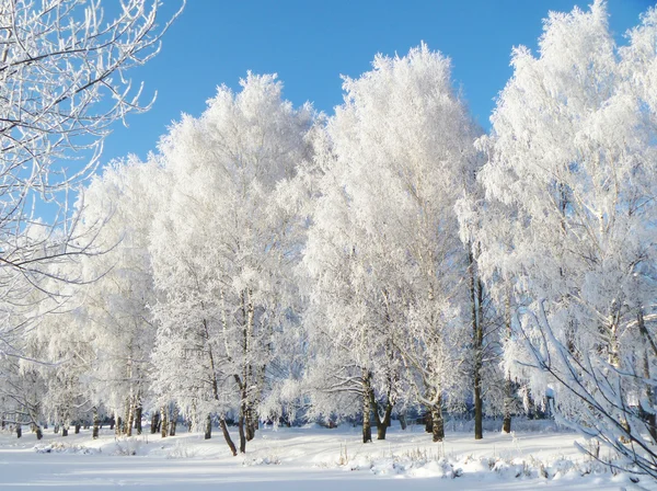 Winter landscape with frozen tree - Stock Image - Everypixel