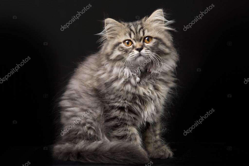 Grey And Black Persian Cat