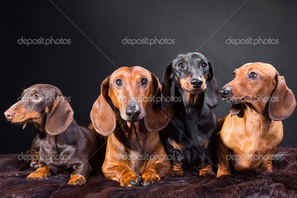 Four dachshund dogs Stock Photo by ©tanitue 18115761