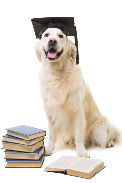 Dog scientist Stock Photos, Royalty Free Dog scientist Images ...