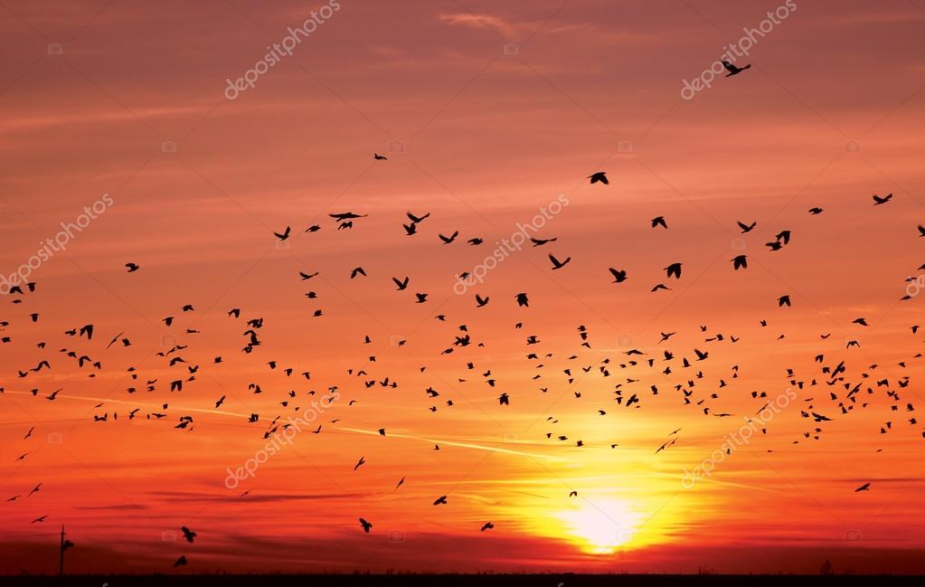 Siluetas de aves voladoras al atardecer 2025