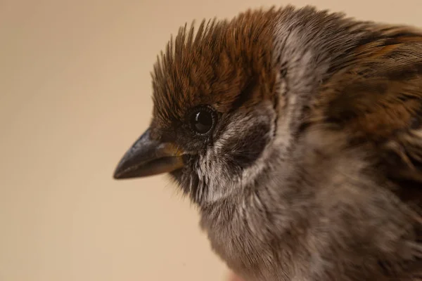 Breeding sparrow Stock Photos, Royalty Free Breeding sparrow Images ...