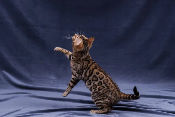 Gato de alongar Stock Photos, Royalty Free Gato de alongar Images ...