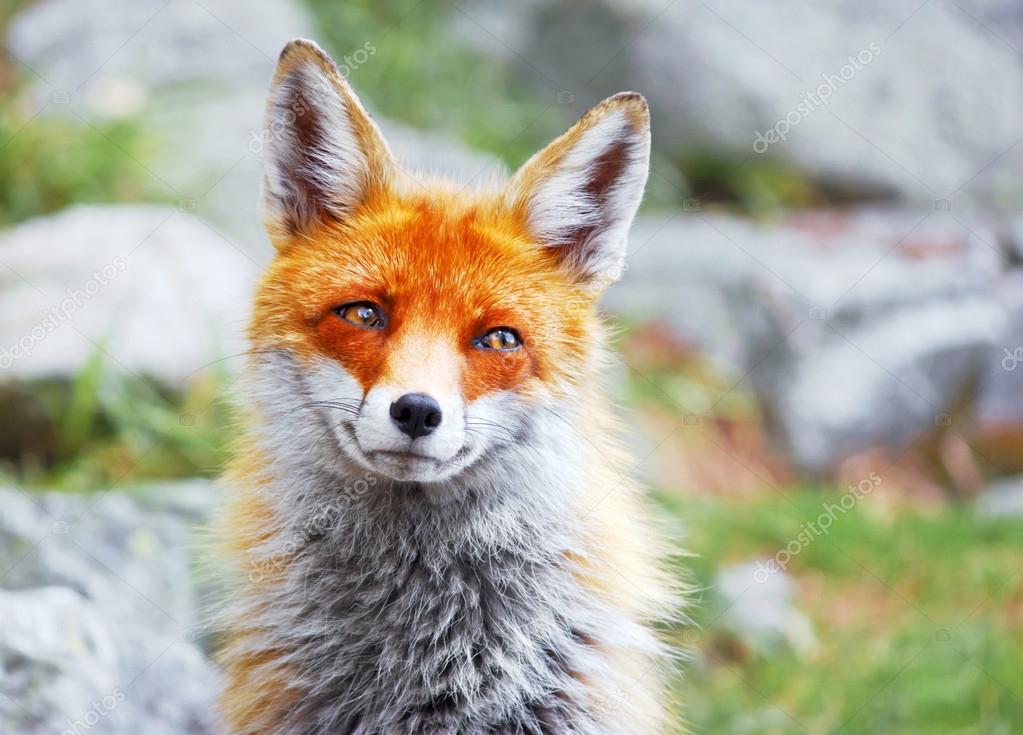 Red fox — Stock Photo © martin33 #21767387