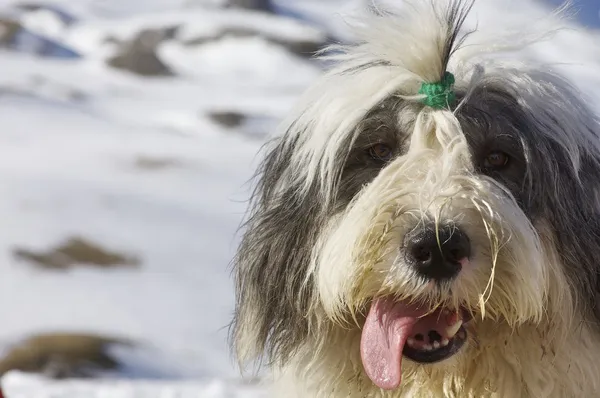 Bobtail Stock Photos, Royalty Free Bobtail Images | Depositphotos